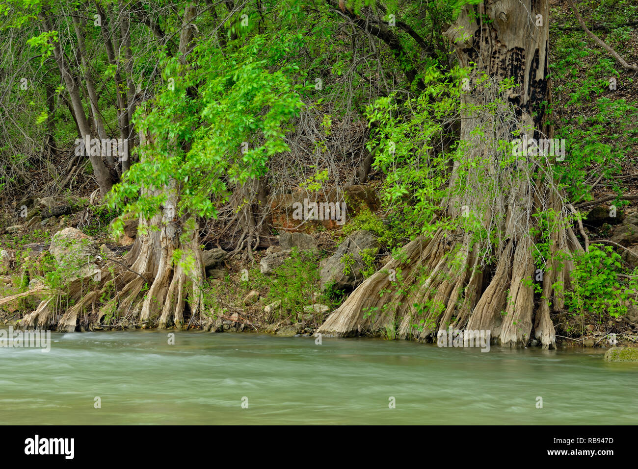 Pedernales River in spring with cypress trees, Travis County, Texas ...