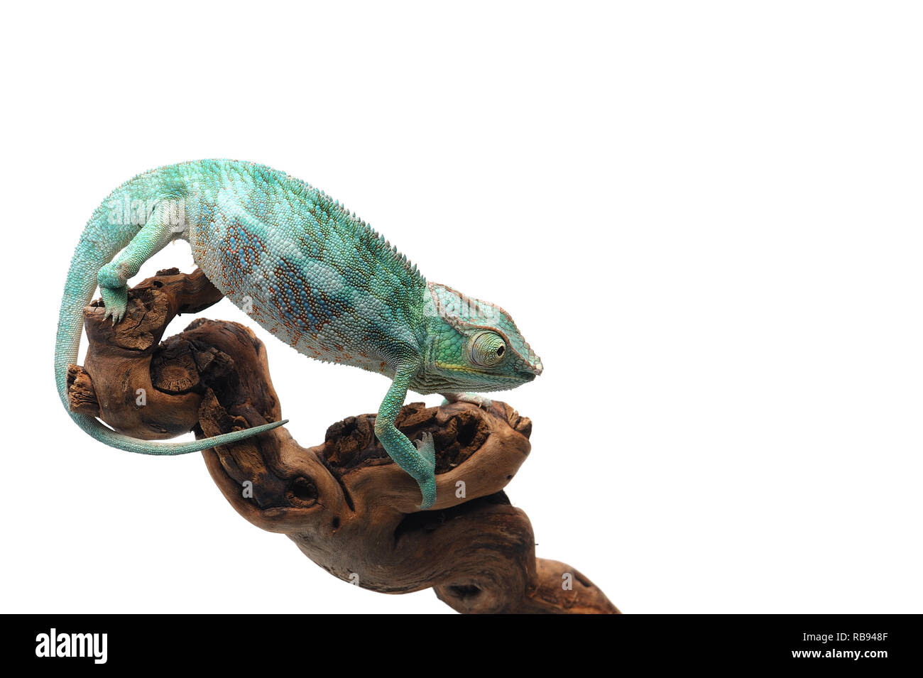 Blue lizard Panther chameleon isolated on white background Stock Photo ...