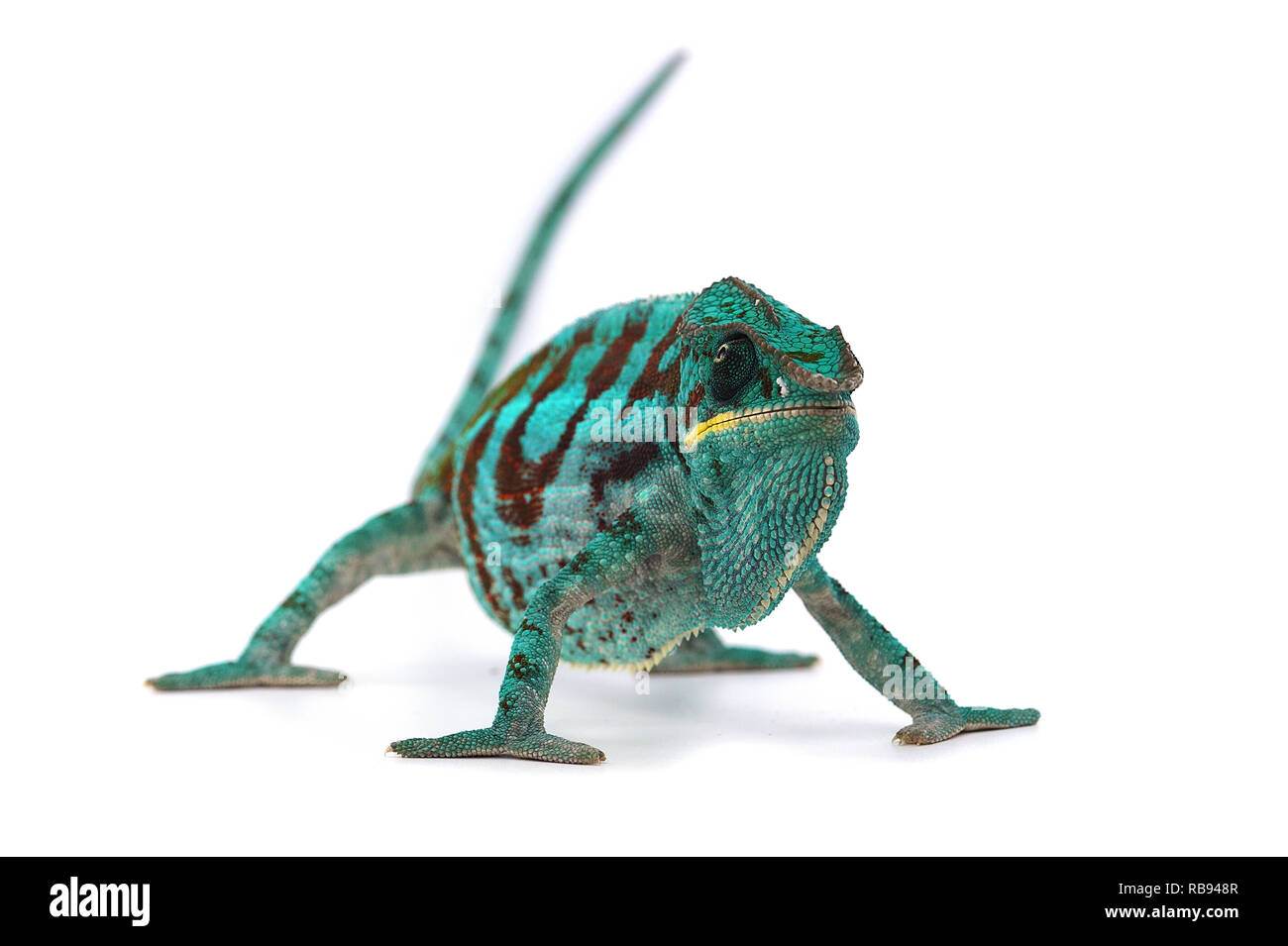 Blue lizard Panther chameleon isolated on white background Stock Photo ...
