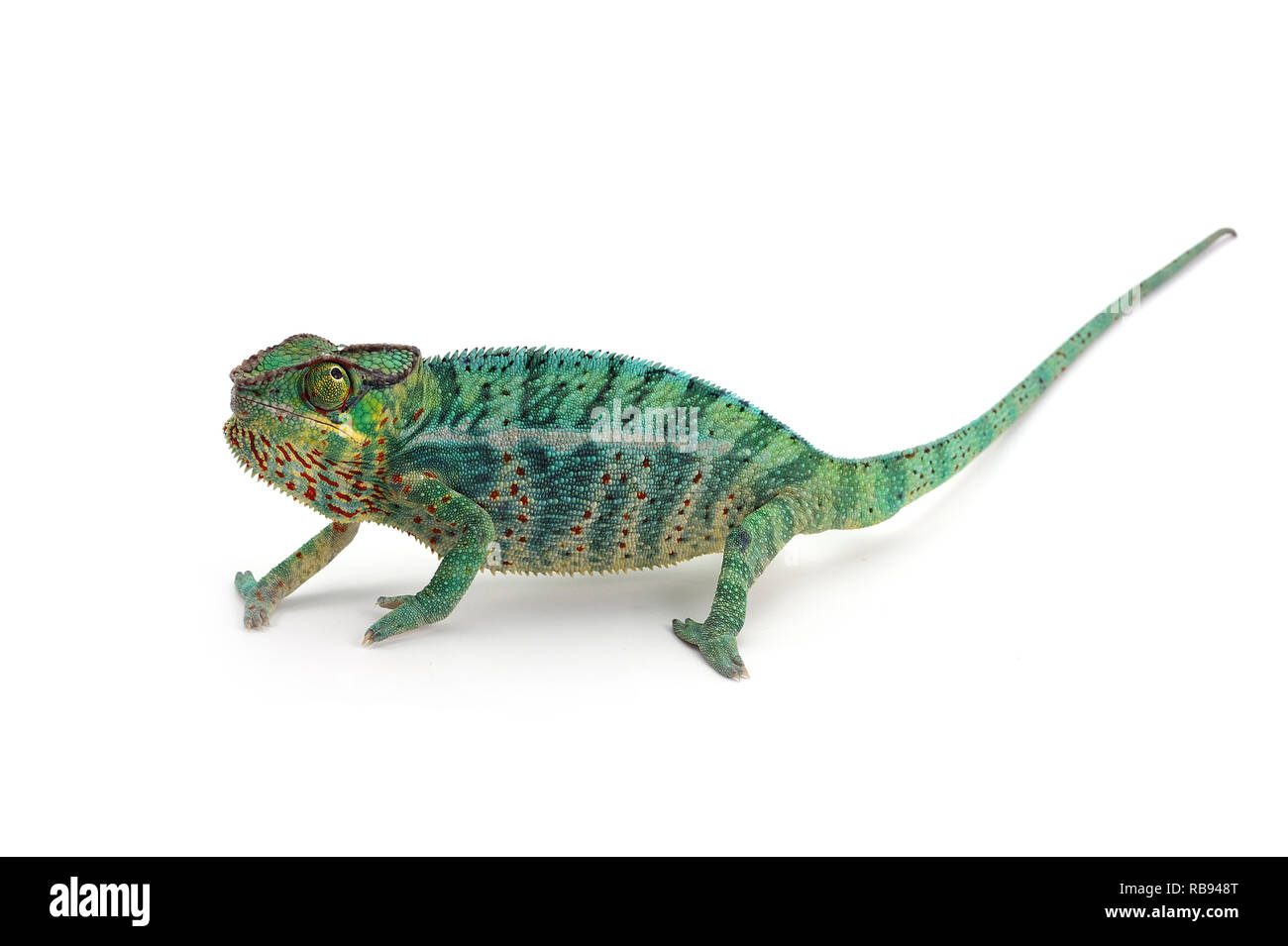 Blue lizard Panther chameleon isolated on white background Stock Photo ...