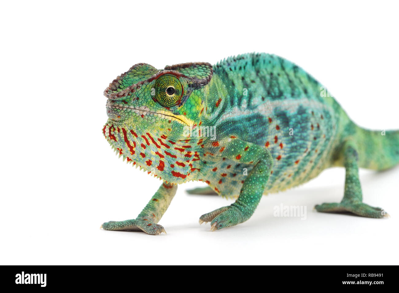 Blue lizard Panther chameleon isolated on white background Stock Photo ...