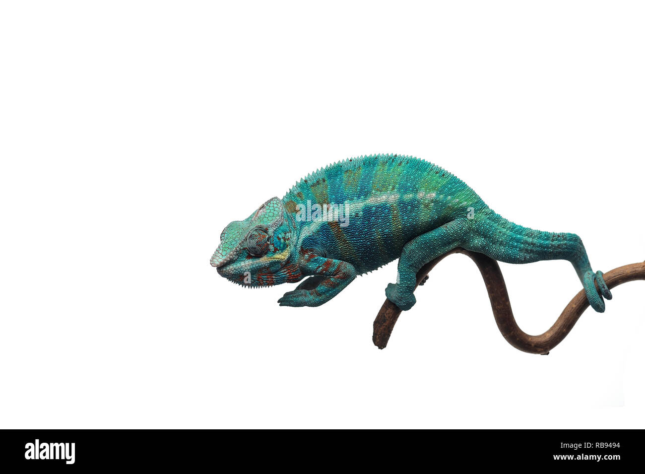 Blue lizard Panther chameleon isolated on white background Stock Photo ...