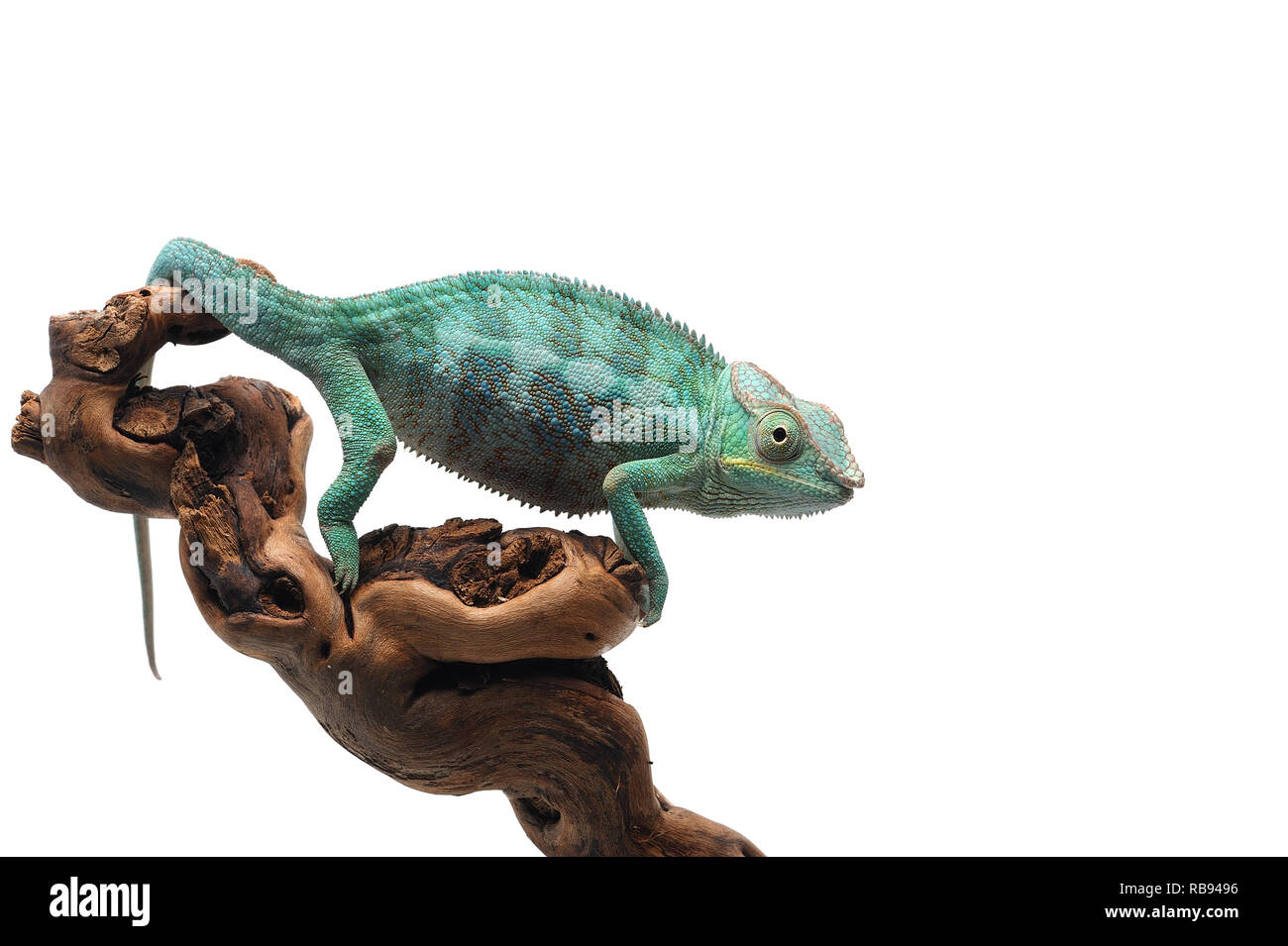 Blue lizard Panther chameleon isolated on white background Stock Photo ...