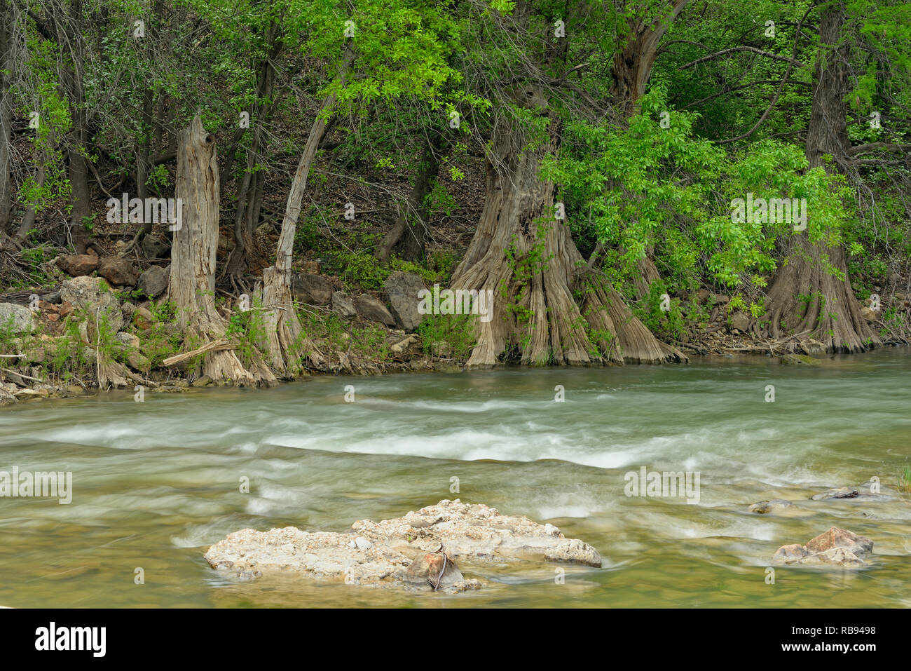 Pedernales River in spring with cypress trees, Travis County, Texas ...