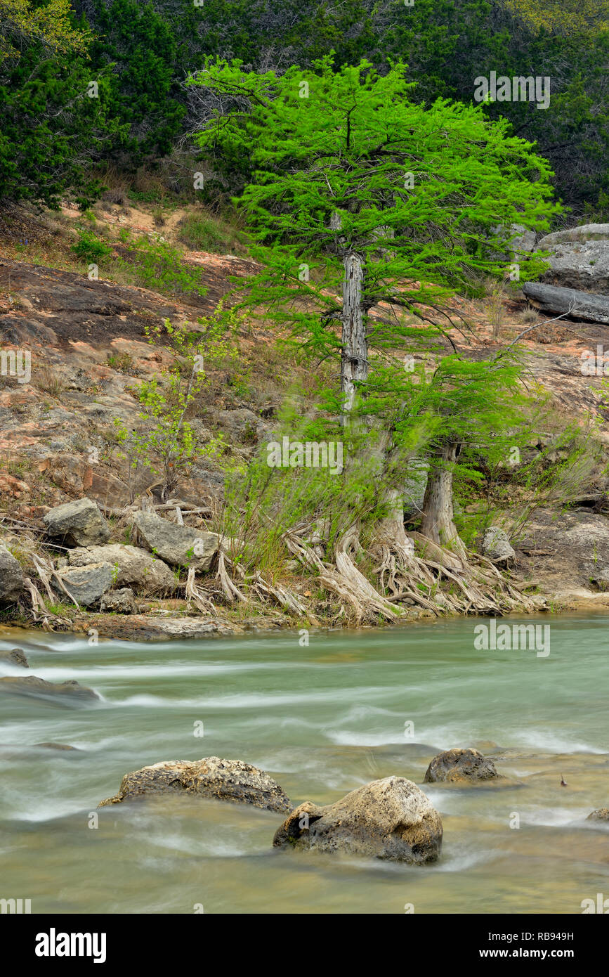 Pedernales river spring with cypress trees hi-res stock photography and ...