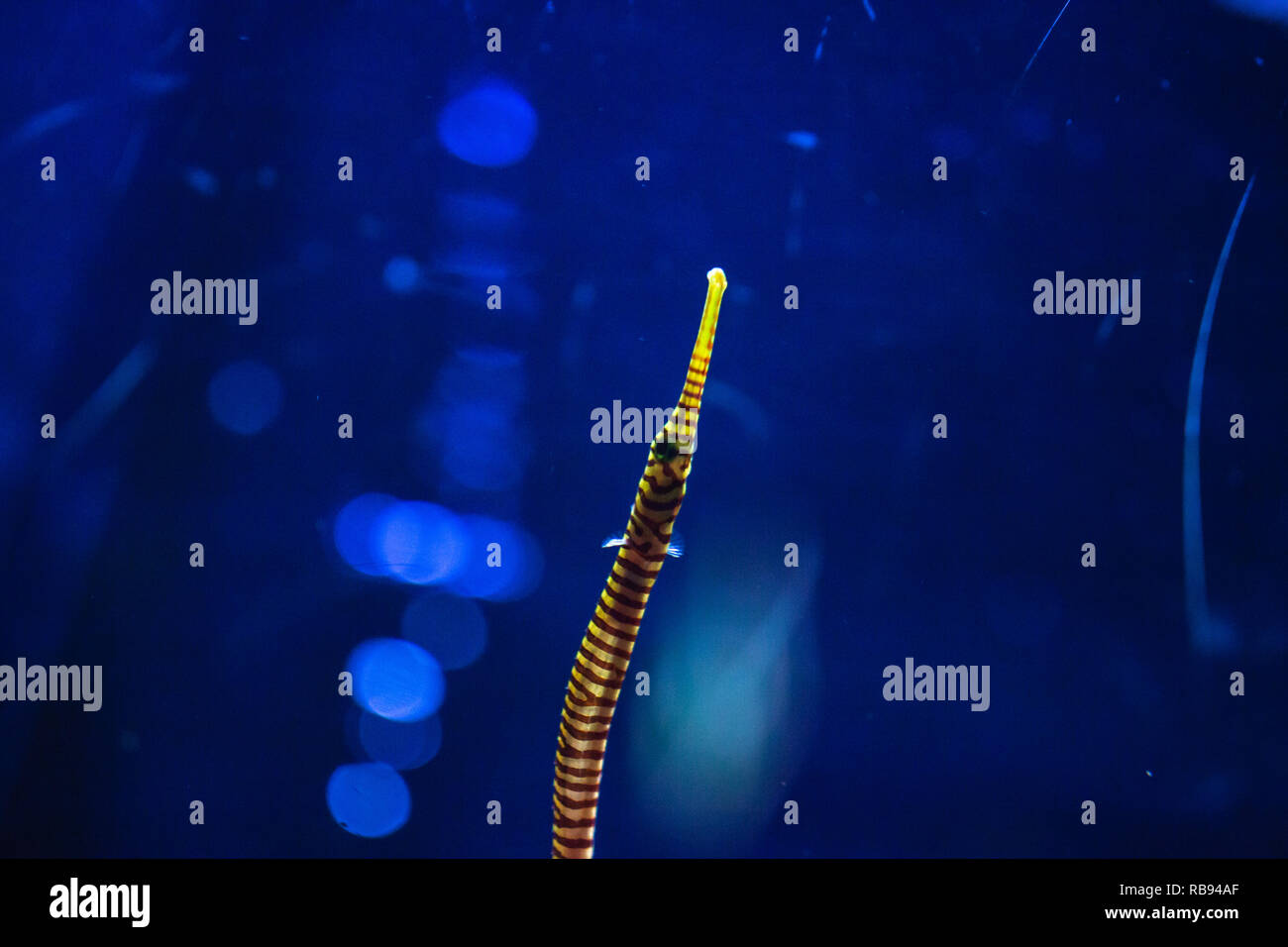 Banded pipefish hi-res stock photography and images - Alamy