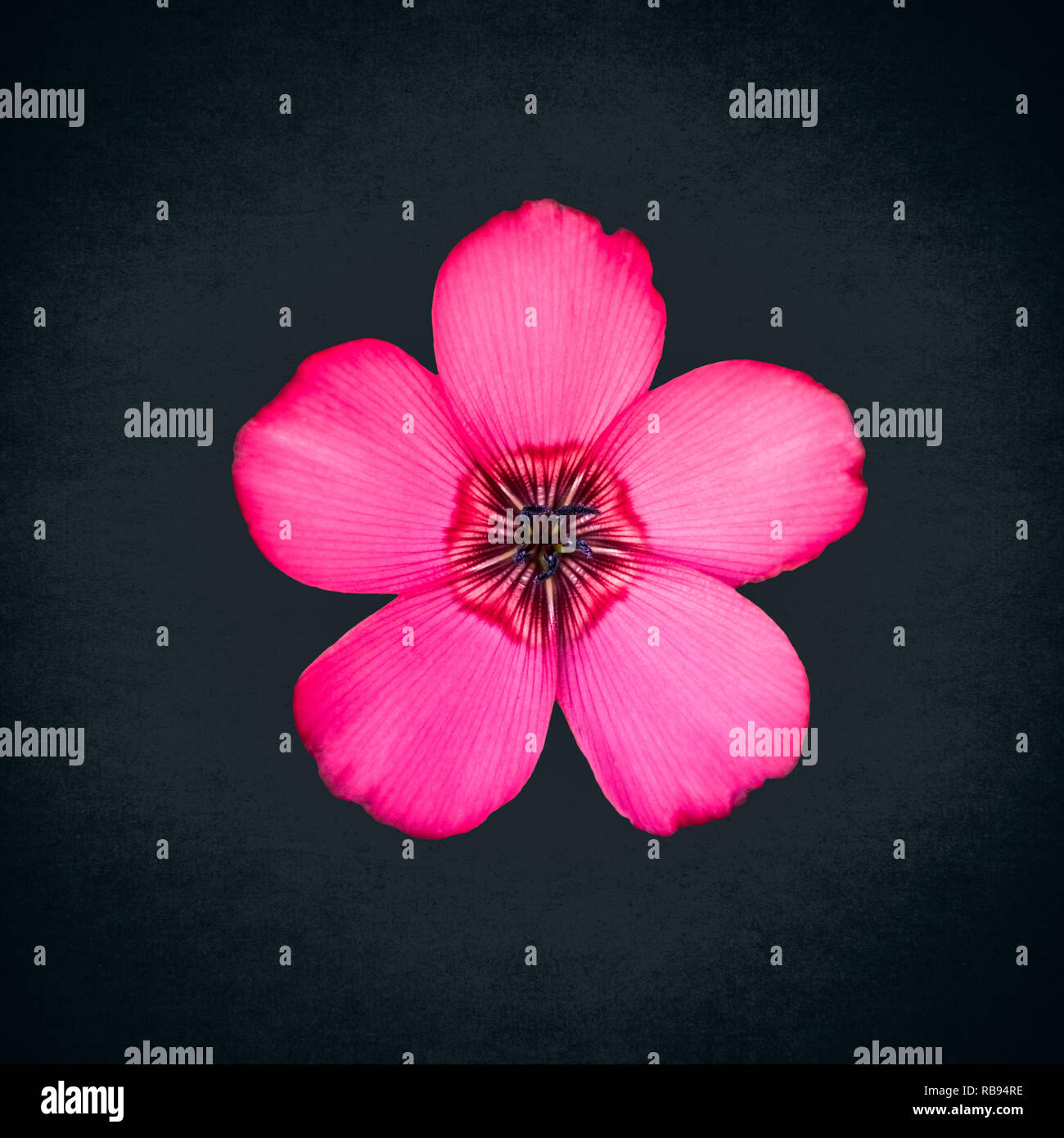 Single flower large leaves hi-res stock photography and images - Alamy
