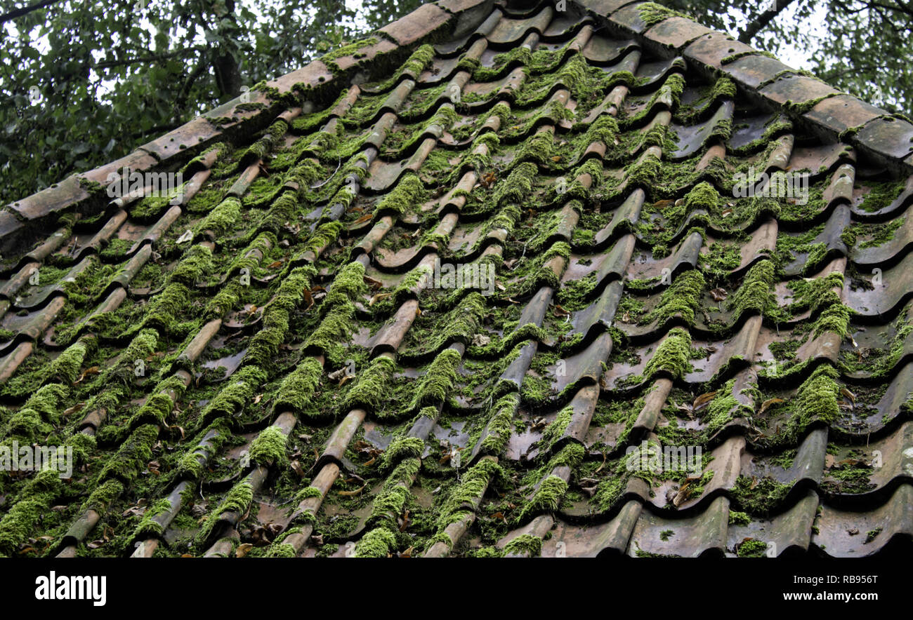 Roof with moss and vegetation, construction and architecture Stock ...