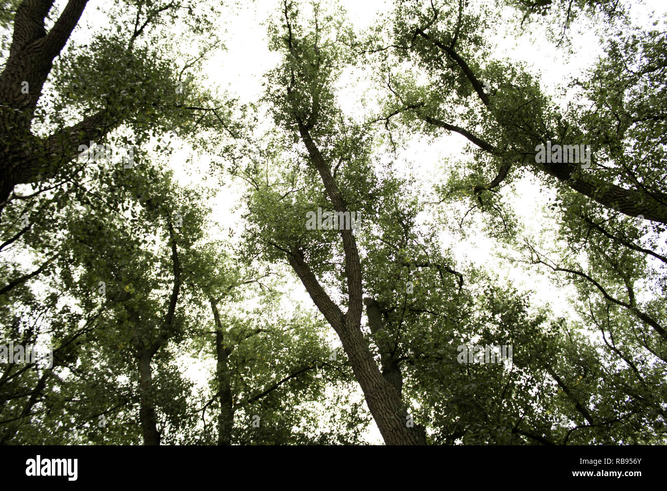 Trees in forest, nature and natural landscape Stock Photo - Alamy