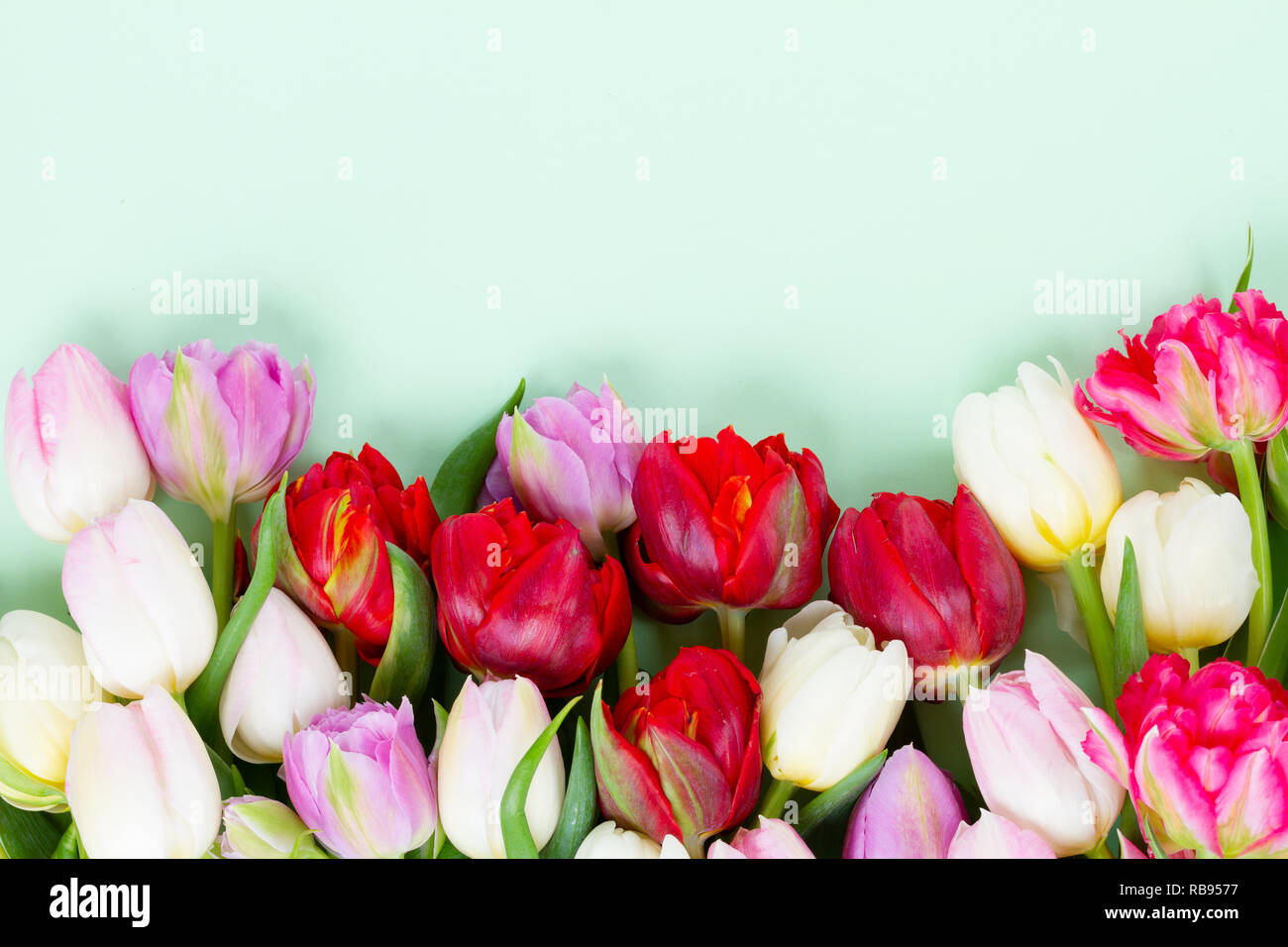 Bunch of fresh tulips flowers border on pastel green ment background ...