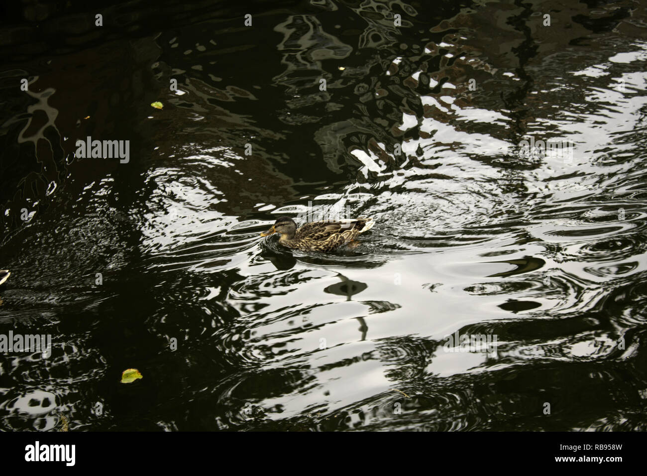 Amsterdam ducks hi-res stock photography and images - Alamy