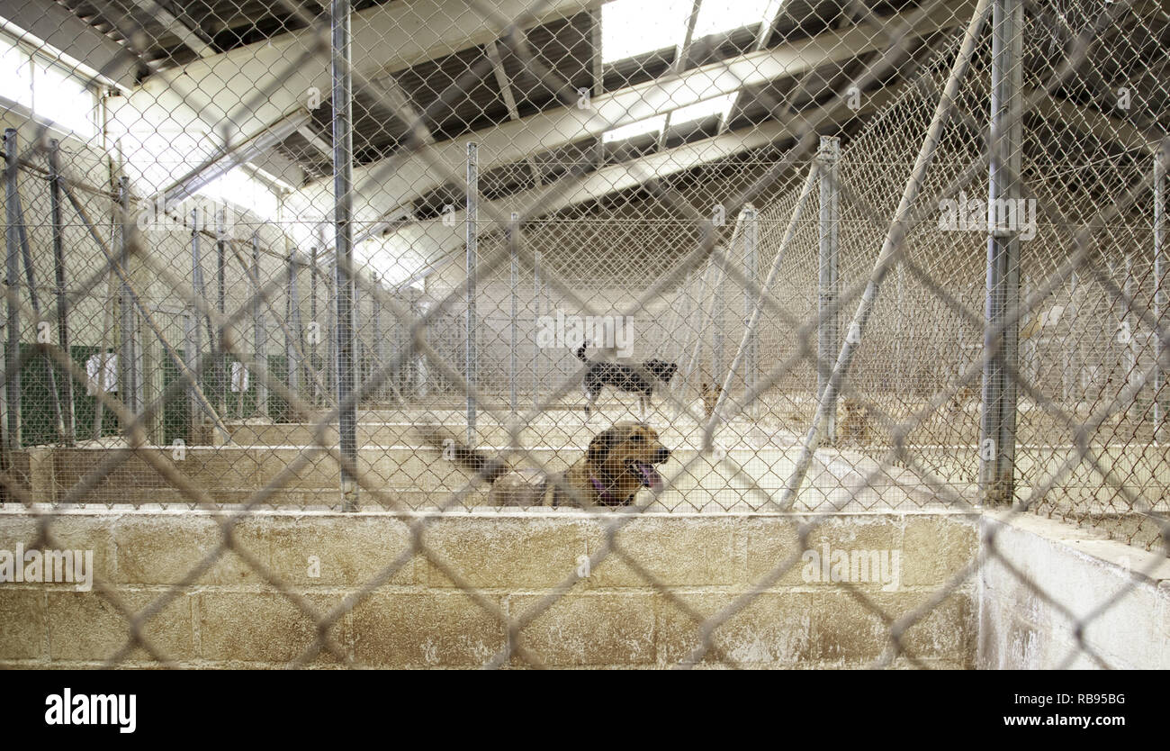 Dog in enclosed kennel, abandoned animals, abuse Stock Photo - Alamy