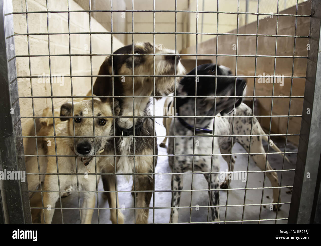 Dog in enclosed kennel, abandoned animals, abuse Stock Photo - Alamy
