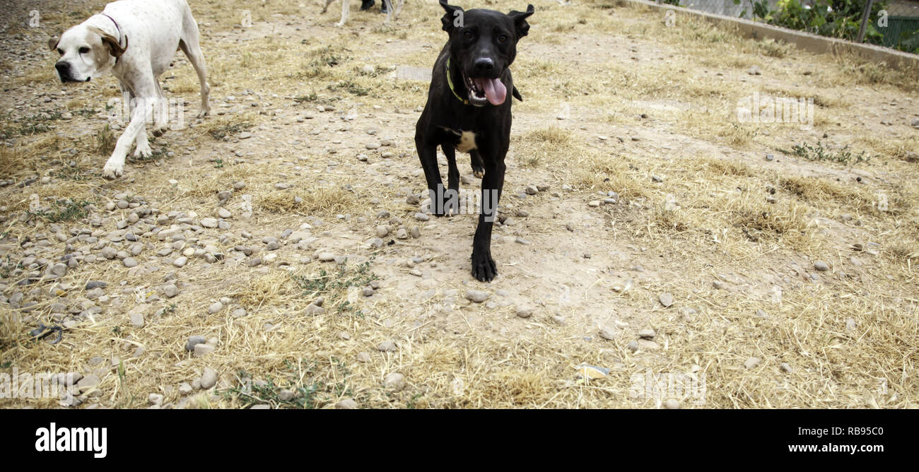 Dogs playing park, domestic animals and nature Stock Photo - Alamy