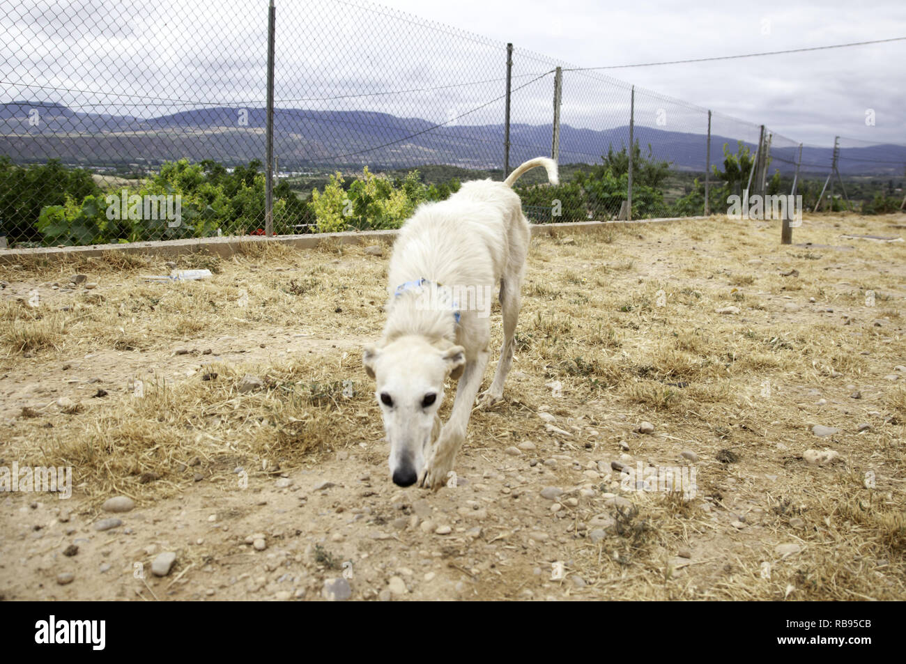 Greyhound dog playing in park, animals and nature Stock Photo - Alamy