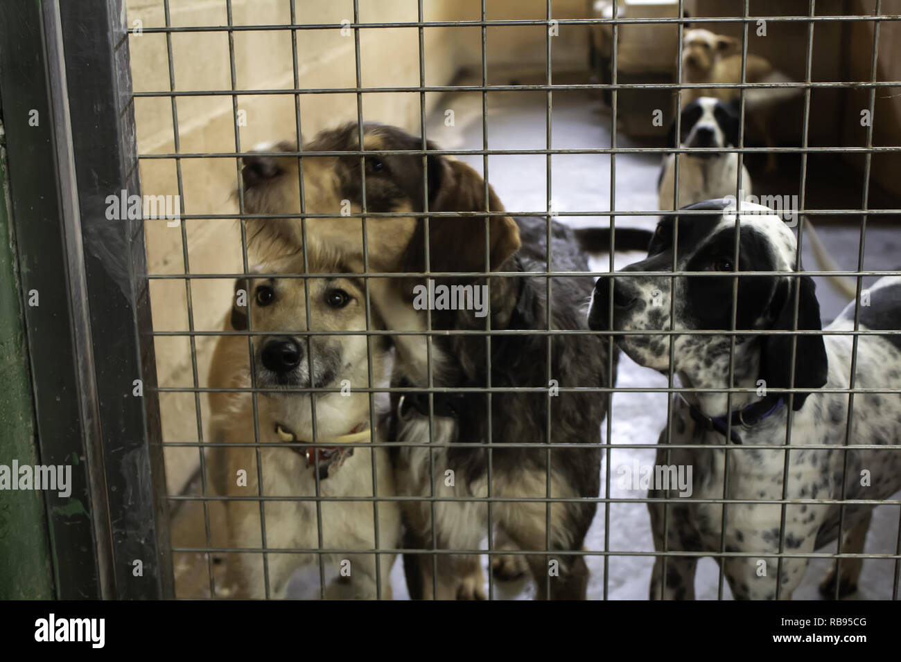 Dog in enclosed kennel, abandoned animals, abuse Stock Photo - Alamy