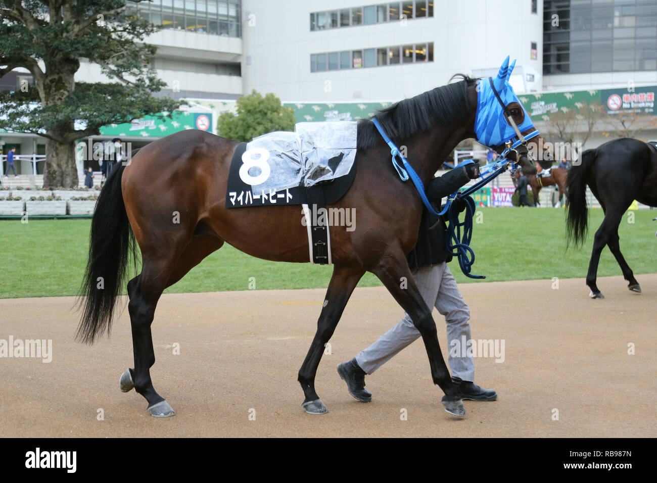 Kyoto, Japan. 6th Jan, 2019. My Heartbeat Horse Racing : My Heartbeat ...