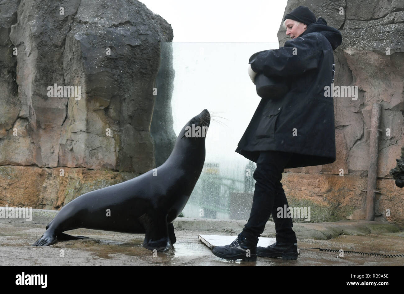 Bremerhaven, Germany. 08th Jan, 2019. Animal keeper Pamela Casper von ...