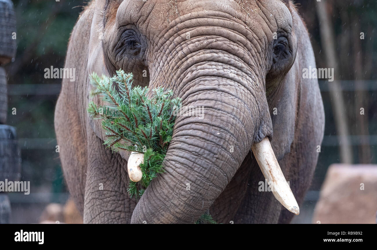 Dresden, Germany. 08th Jan, 2019. An elephant eats the branches of a ...