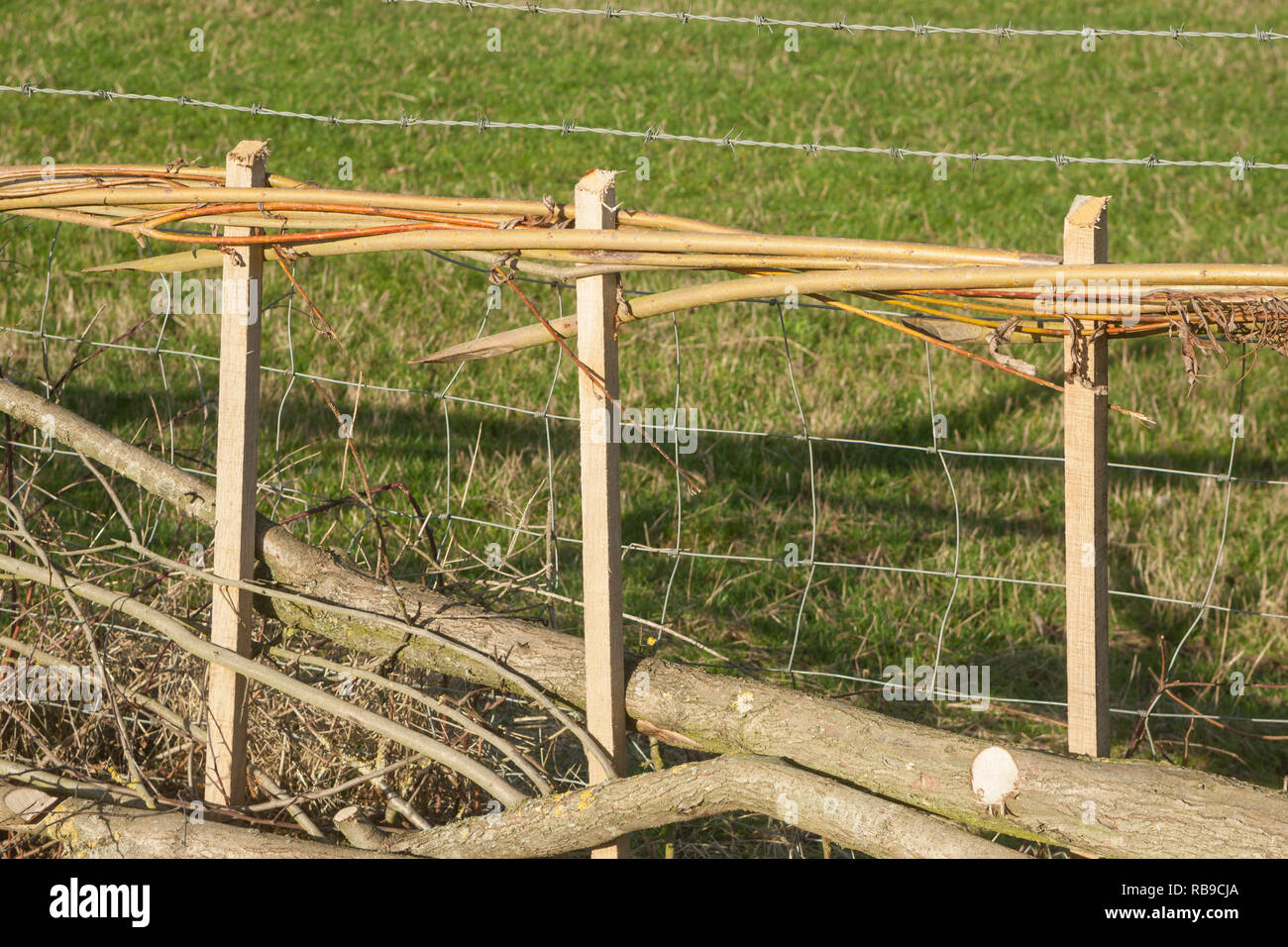 Hedge laying stake hi-res stock photography and images - Alamy