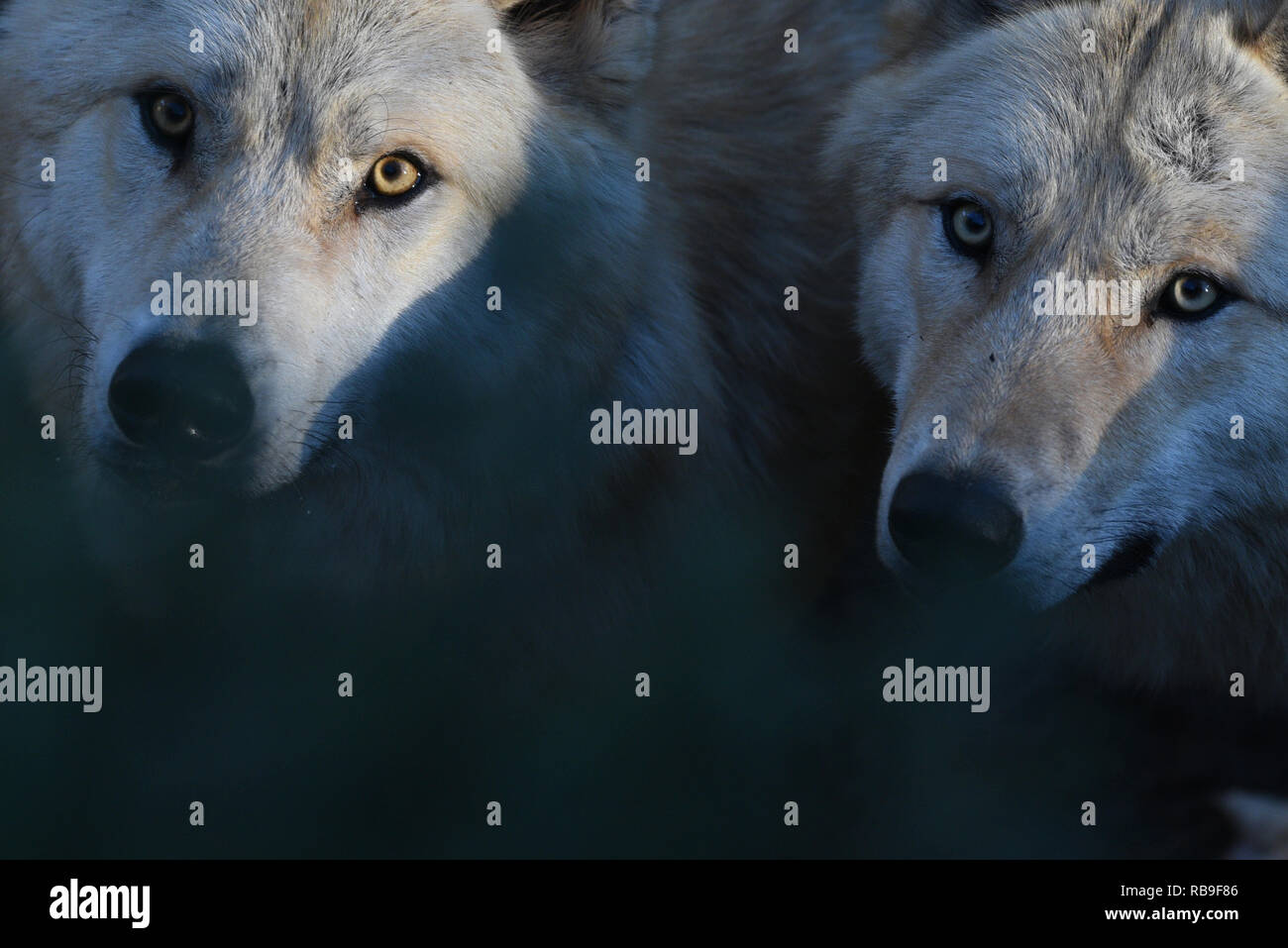 Madrid, Madrid, Spain. 8th Jan, 2019. Two gray wolves seen at Madrid ...