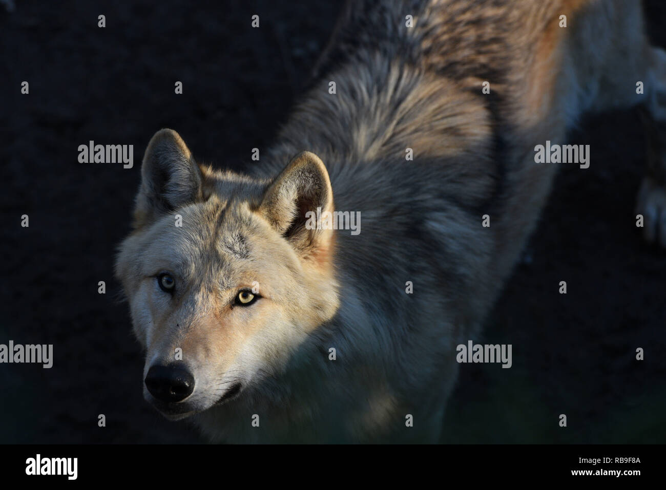Madrid, Madrid, Spain. 8th Jan, 2019. A gray wolf seen at Madrid zoo ...