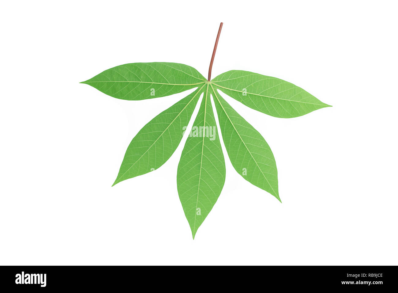 Cassava leaf hi-res stock photography and images - Alamy