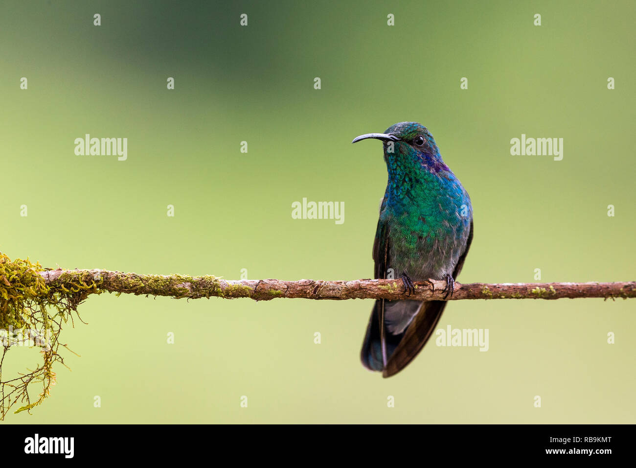 Green Violetear hummingbird, in Sevegre area of Costa Rica Stock Photo ...