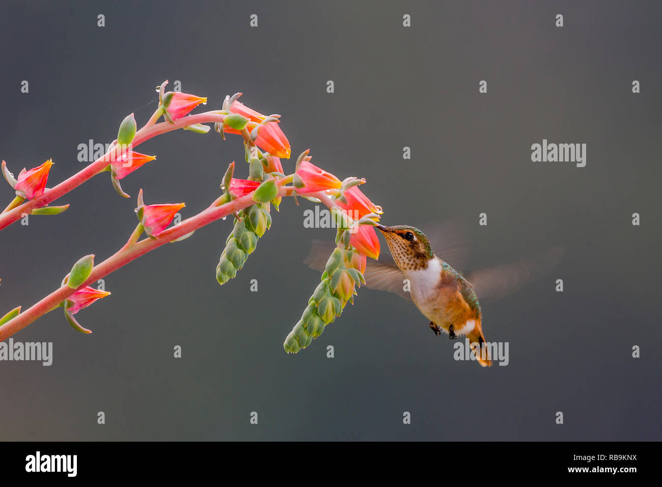 Volcano hummingbird, in Sevegre area of Costa Rica Stock Photo - Alamy