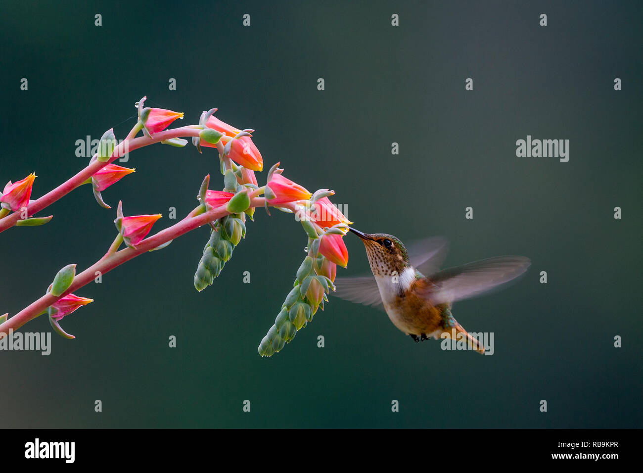 Volcano hummingbird, in Sevegre area of Costa Rica Stock Photo - Alamy
