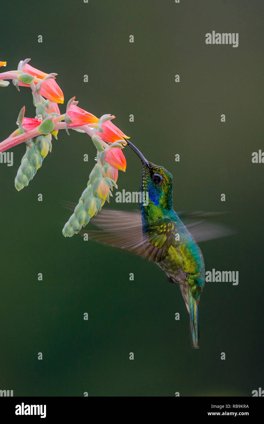 Green Violetear hummingbird, in Sevegre area of Costa Rica Stock Photo ...