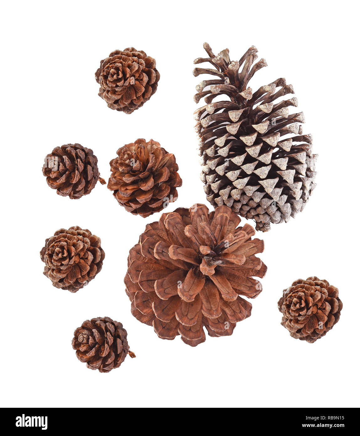 Top view of Big set cones various coniferous trees isolated on white ...