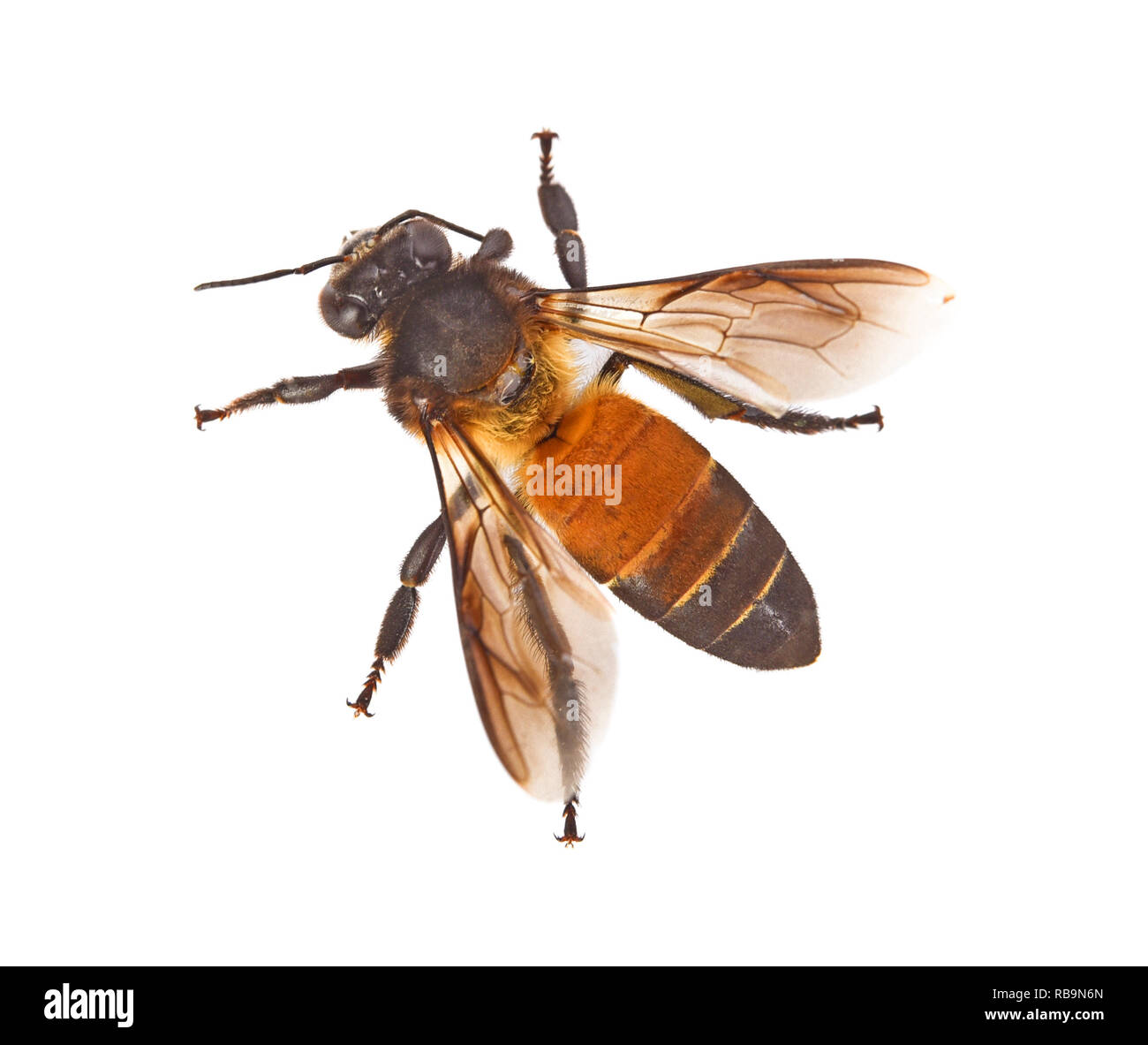 Macro view single bee Cut Out Stock Images & Pictures - Alamy