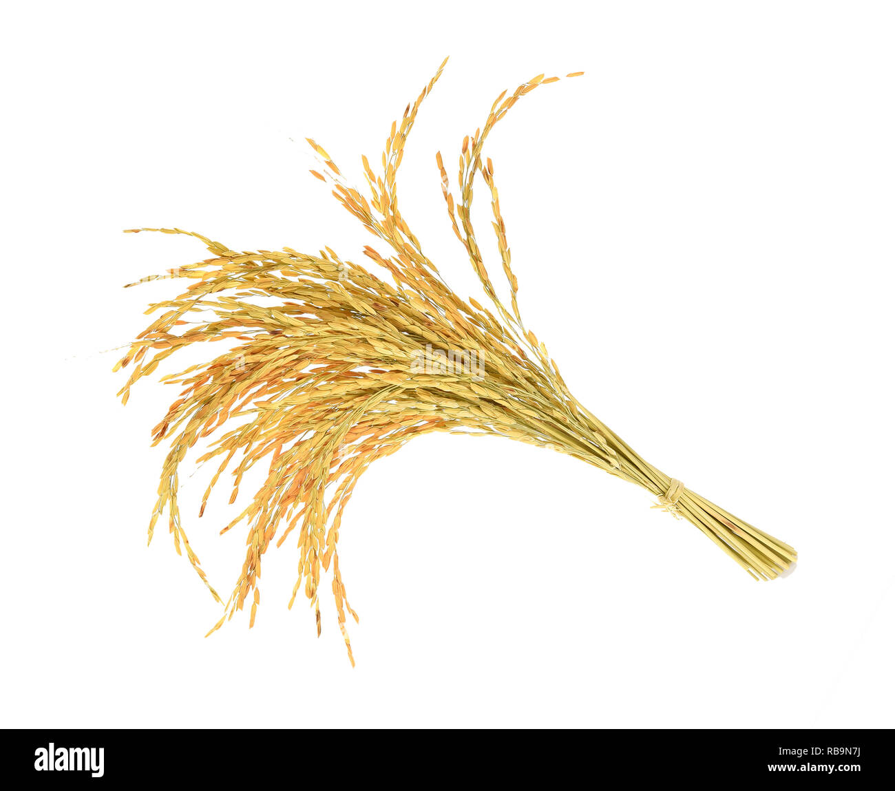 Ear of rice on white background Stock Photo - Alamy