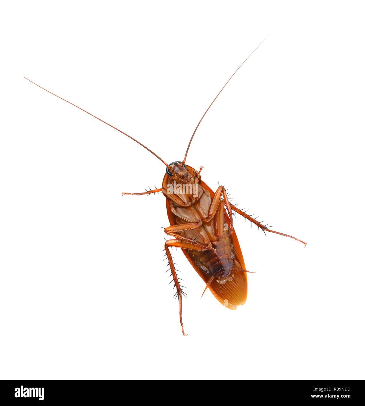 Cockroach on a white background Stock Photo - Alamy