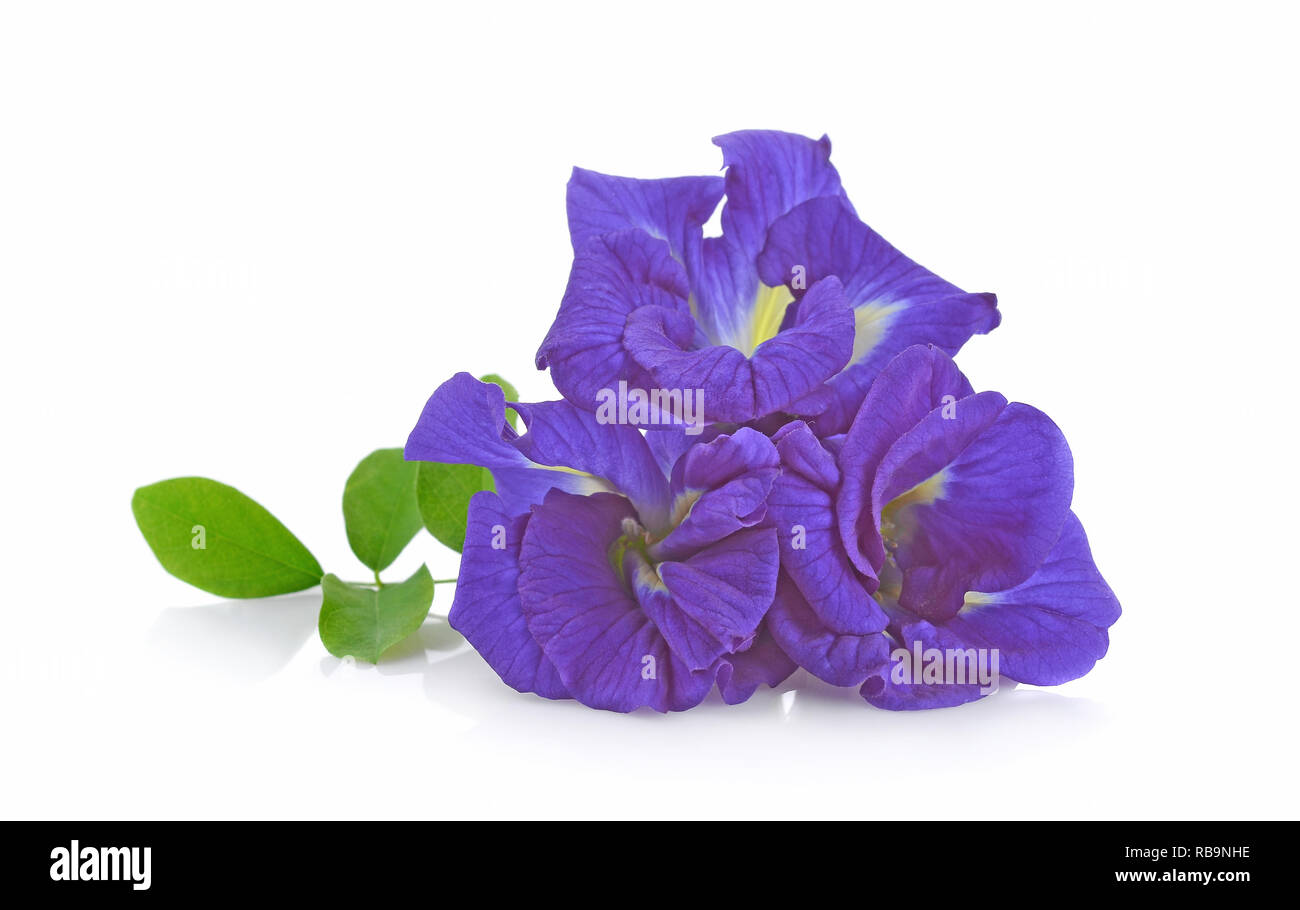 Clitoria ternatea or Aparajita flower isolated on white background ...