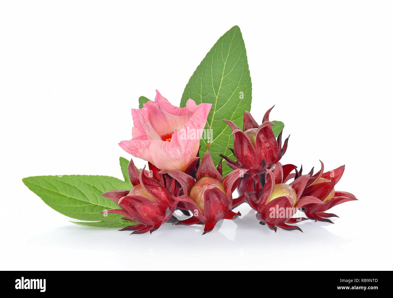 roselle hibiscus on white background Stock Photo - Alamy