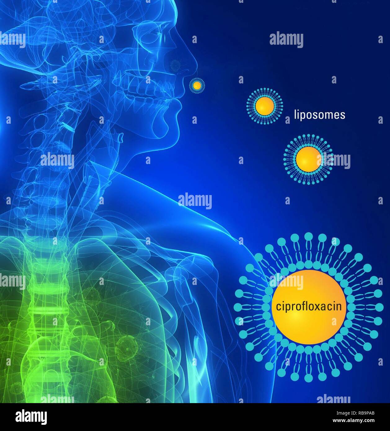 Antimicrobial resistance (AMR), or the ability of a microbe to resist ...