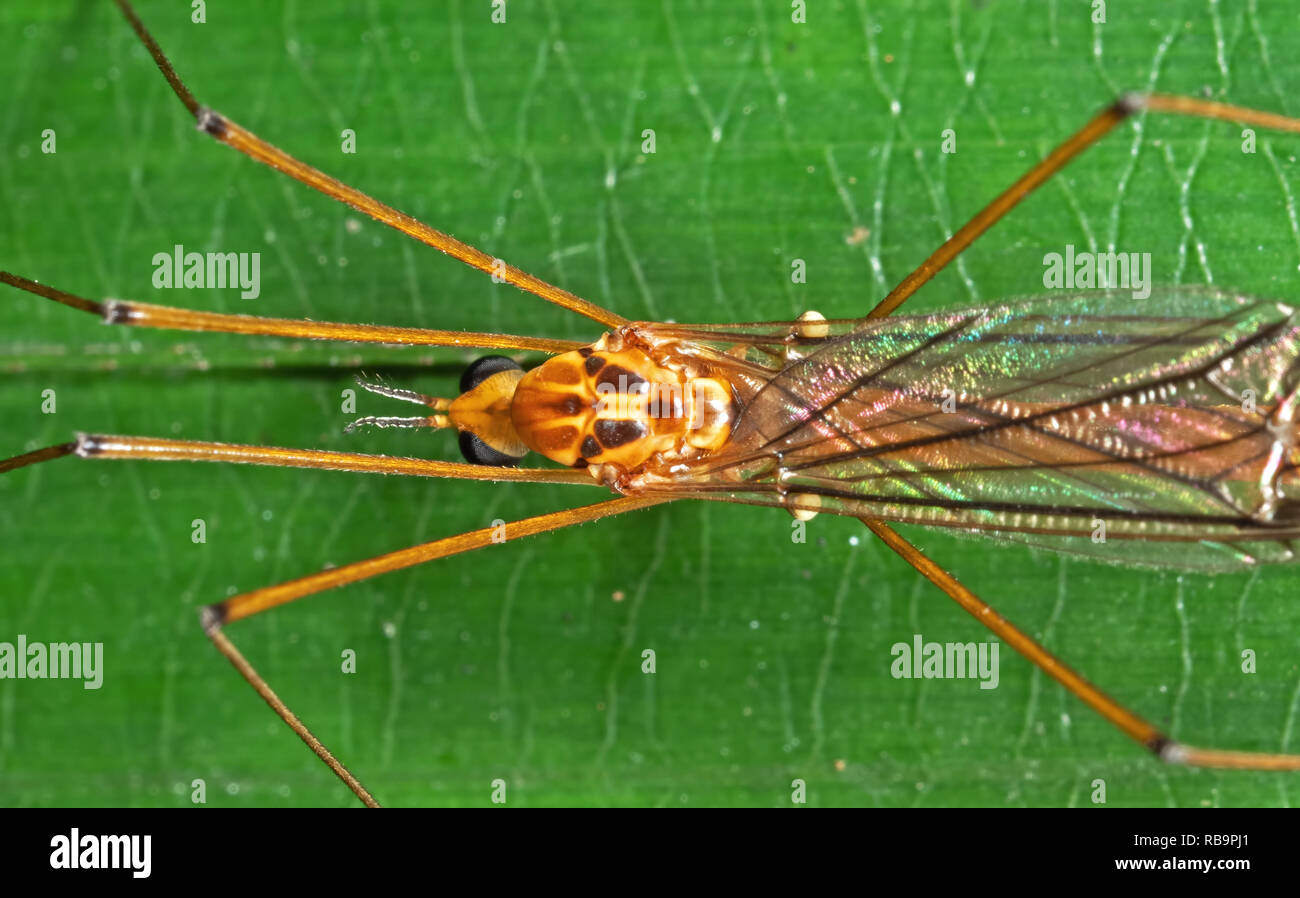 Macro Photography of Orange Crane Fly on Green Leaf Stock Photo - Alamy
