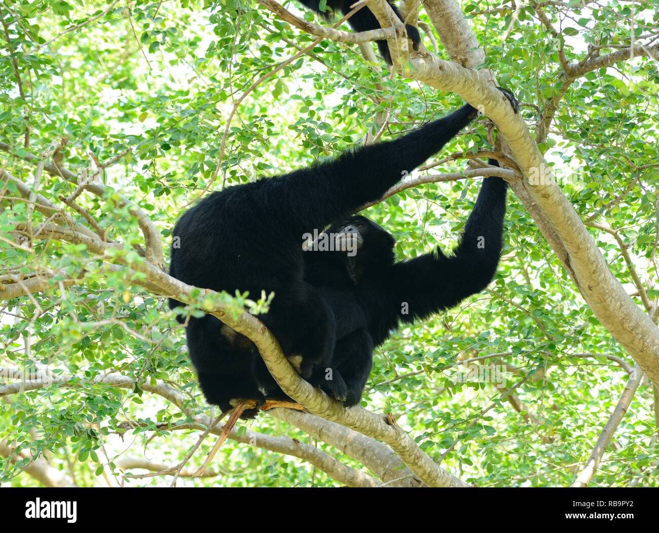 beautiful Siamang (Symphalangus syndactylus) sitting on ground Stock ...