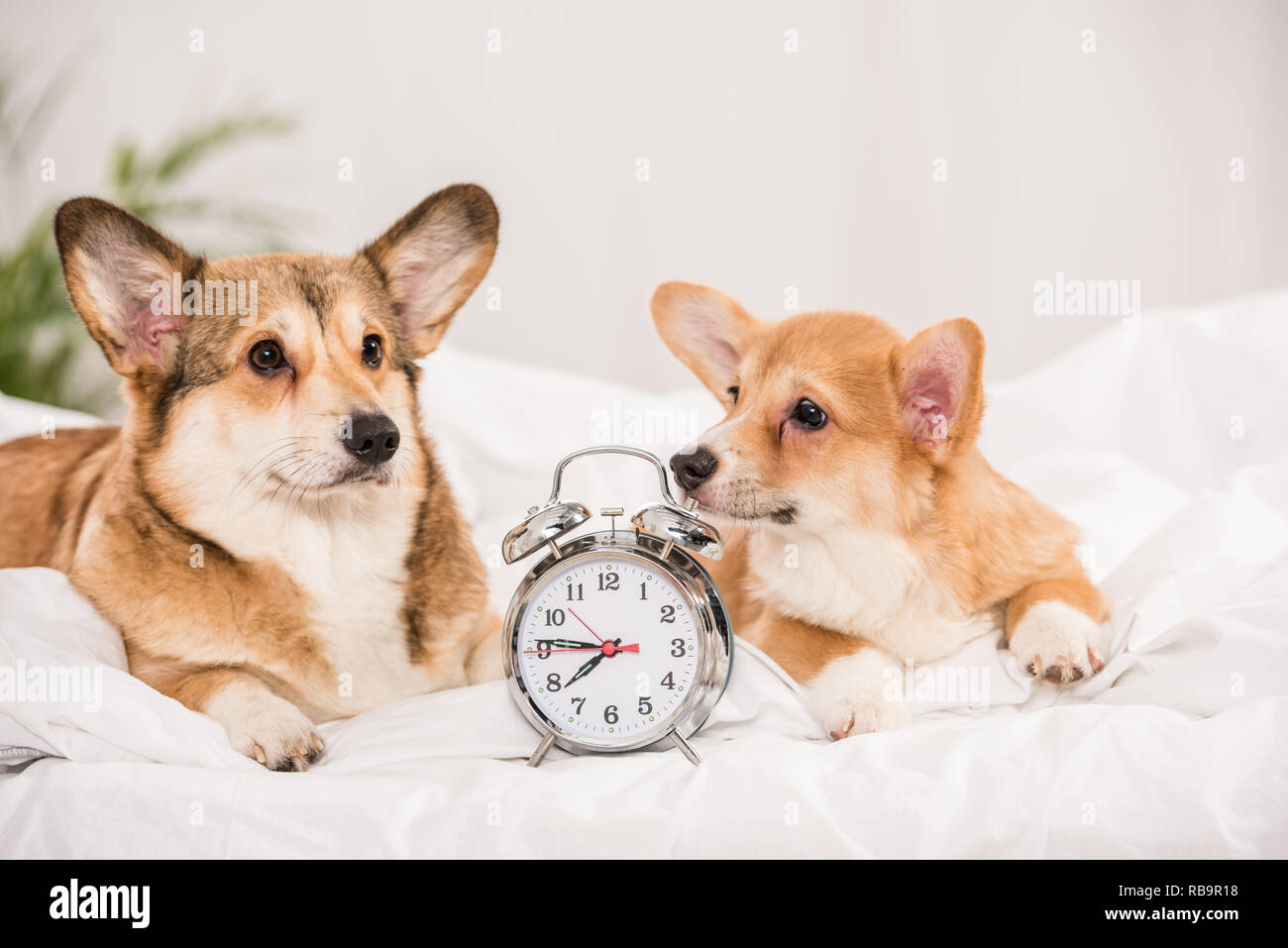 Welsh symbols hi-res stock photography and images - Alamy