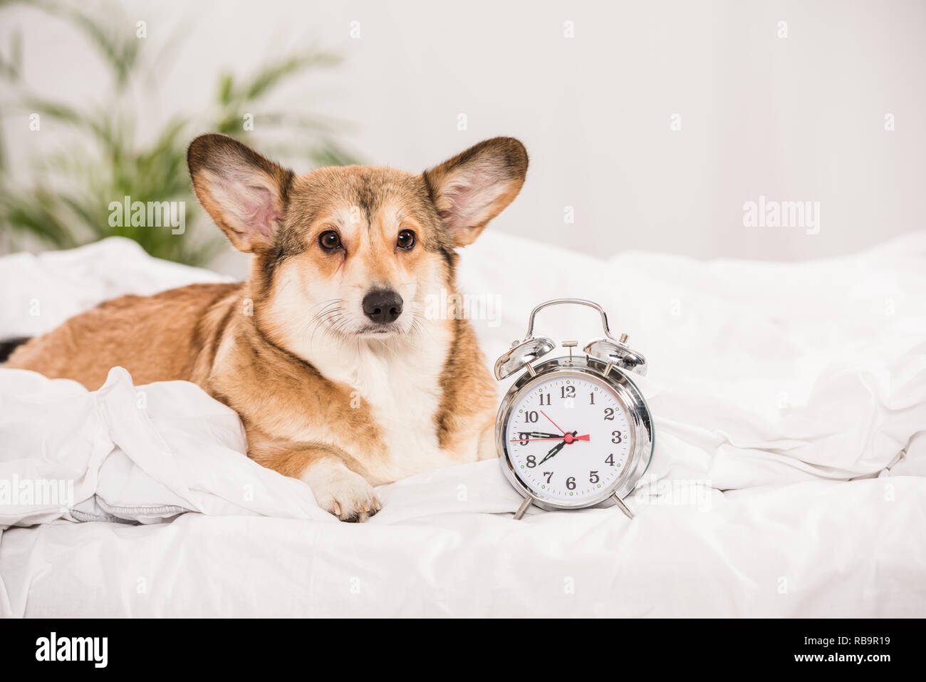 adorable pembroke welsh corgi lying on bed with alarm clock at home ...