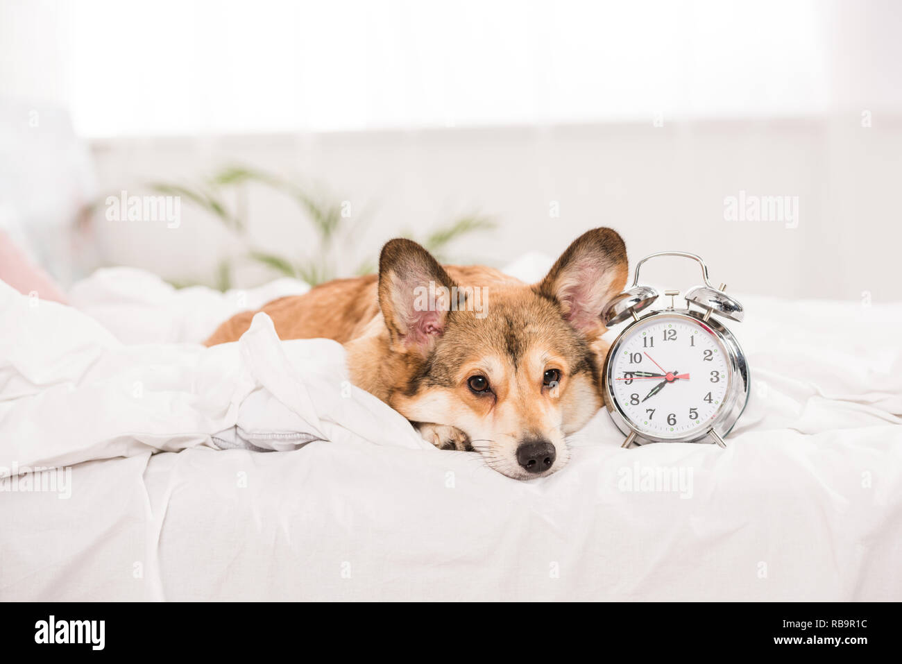 pembroke welsh corgi dog lying on bed with alarm clock at home Stock ...