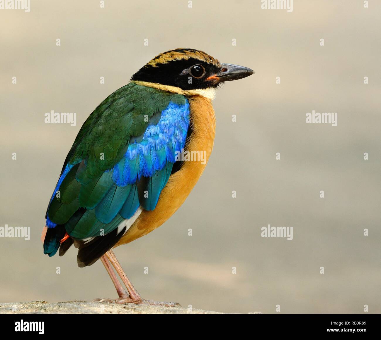 beautiful Blue-winged Pitta(Pitta moluccensis) in Thai forest Stock ...