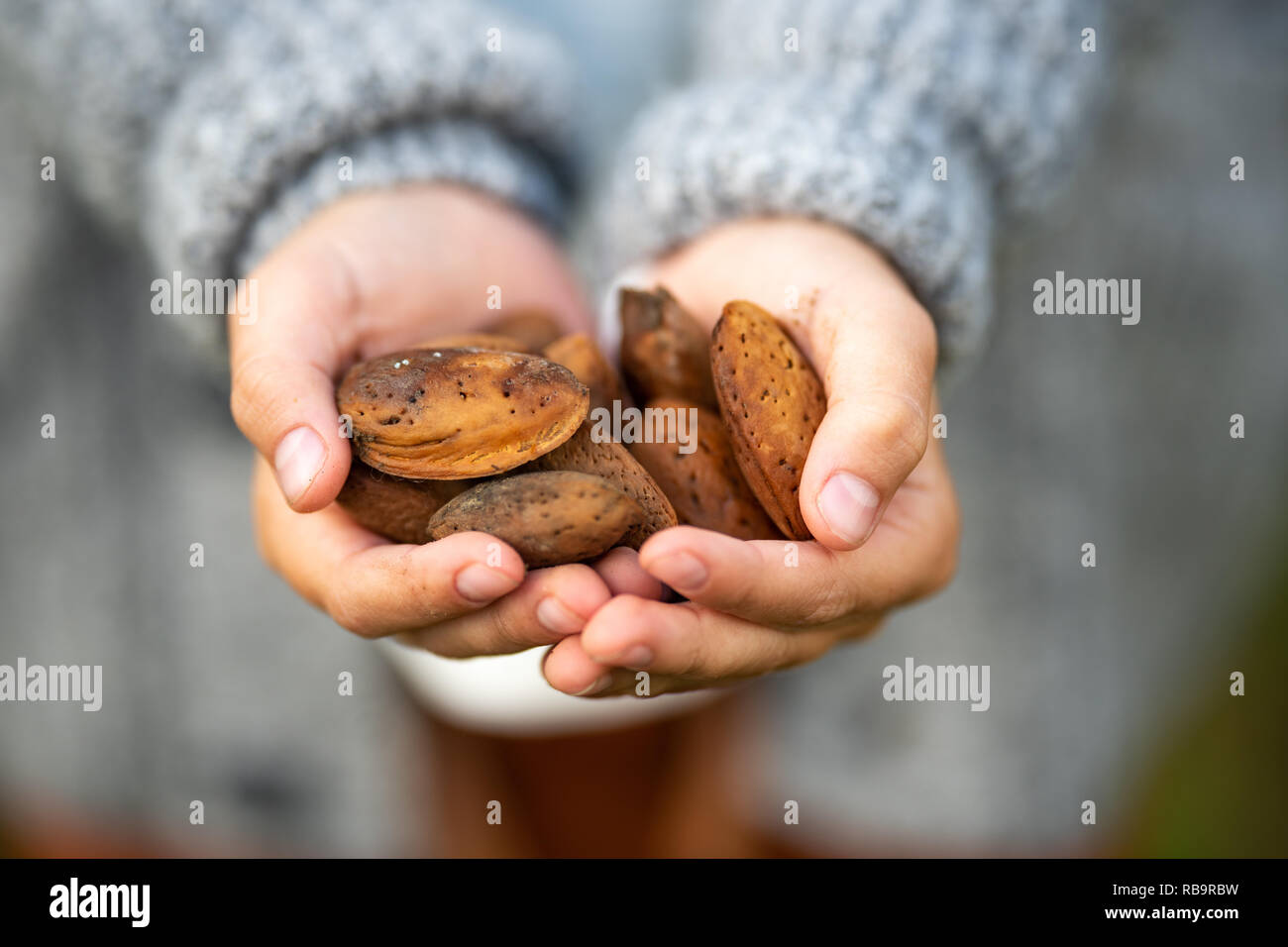 Almond in the hands of a little boy Stock Photo - Alamy