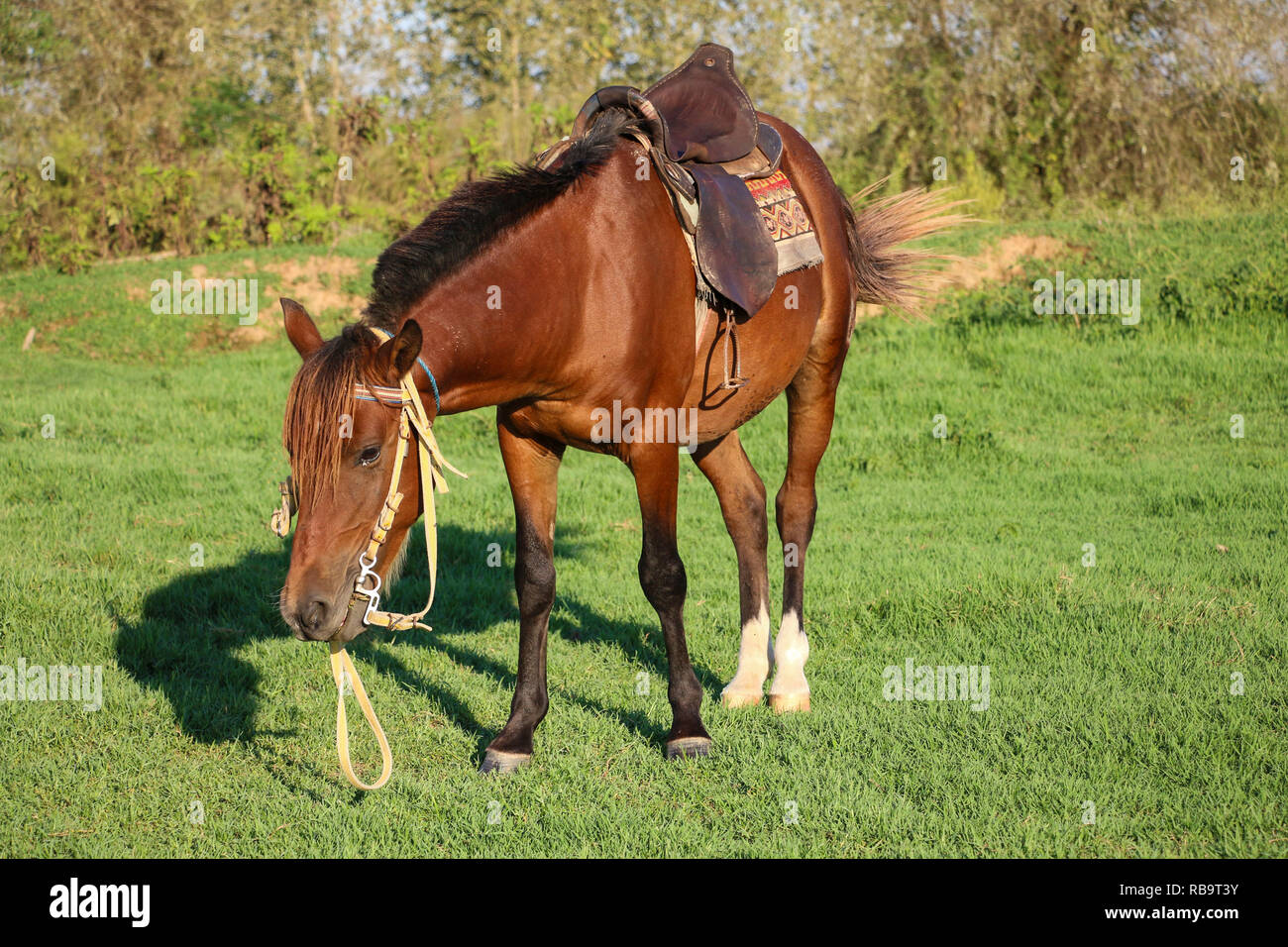 Horse of Caspian breed, red color in one of the lagoons of the Caspian ...