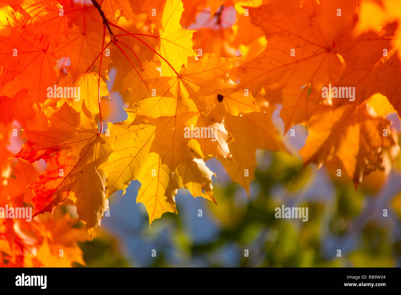 Blurred red maple leaves hi-res stock photography and images - Alamy