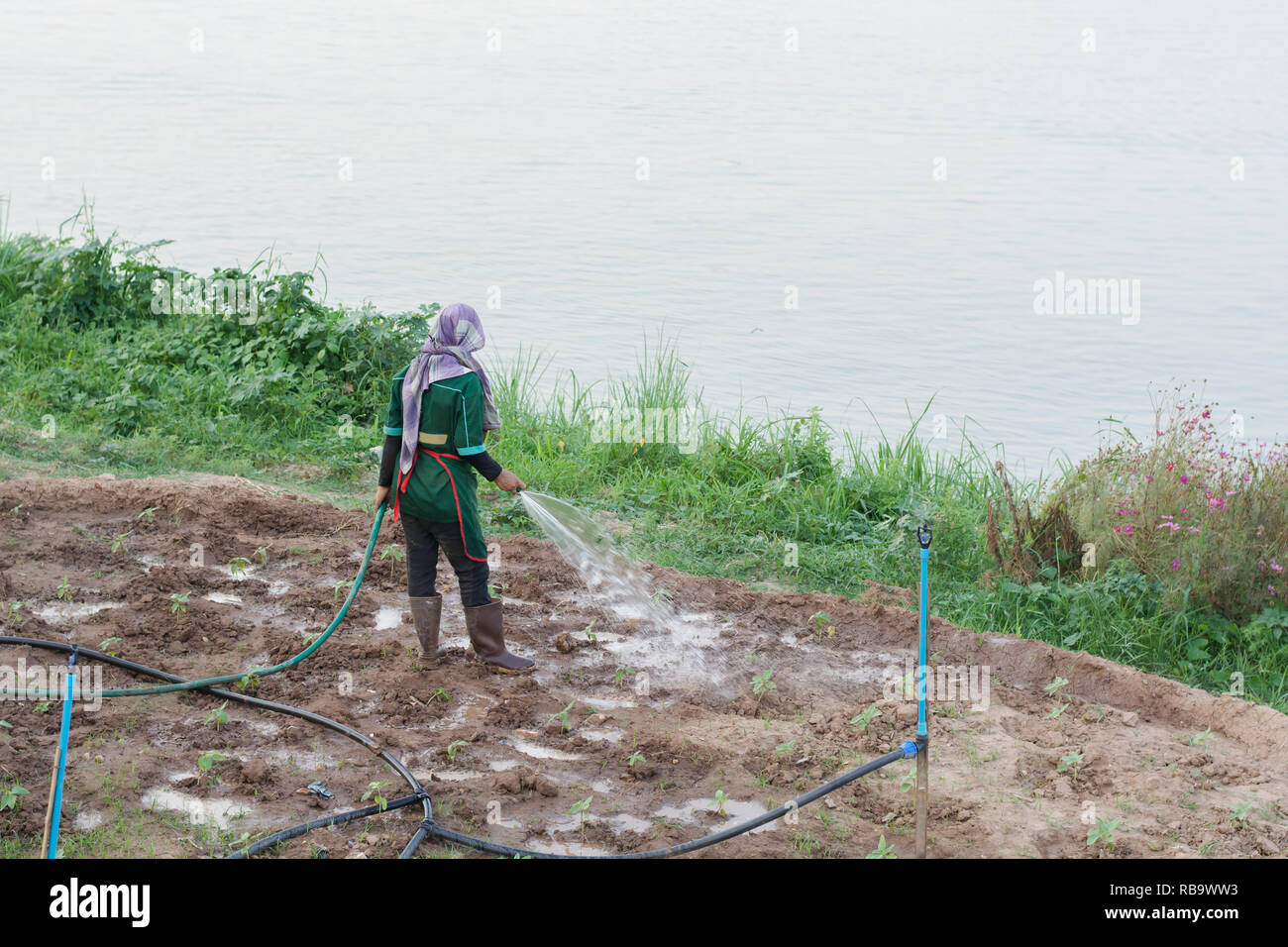 Farmer watering vegetable with rubber tube in Thailand countryside ...