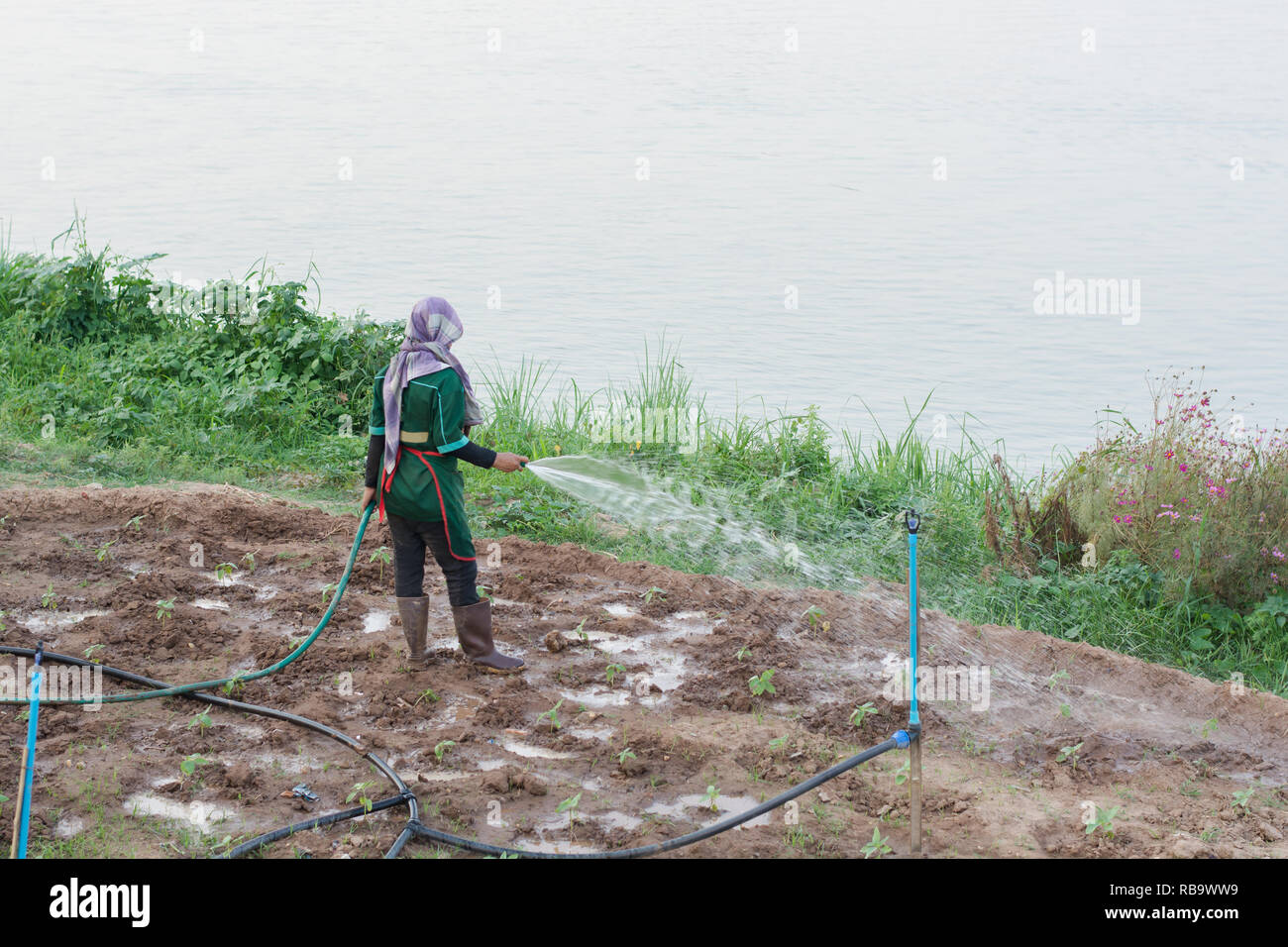Farmer watering vegetable with rubber tube in Thailand countryside ...