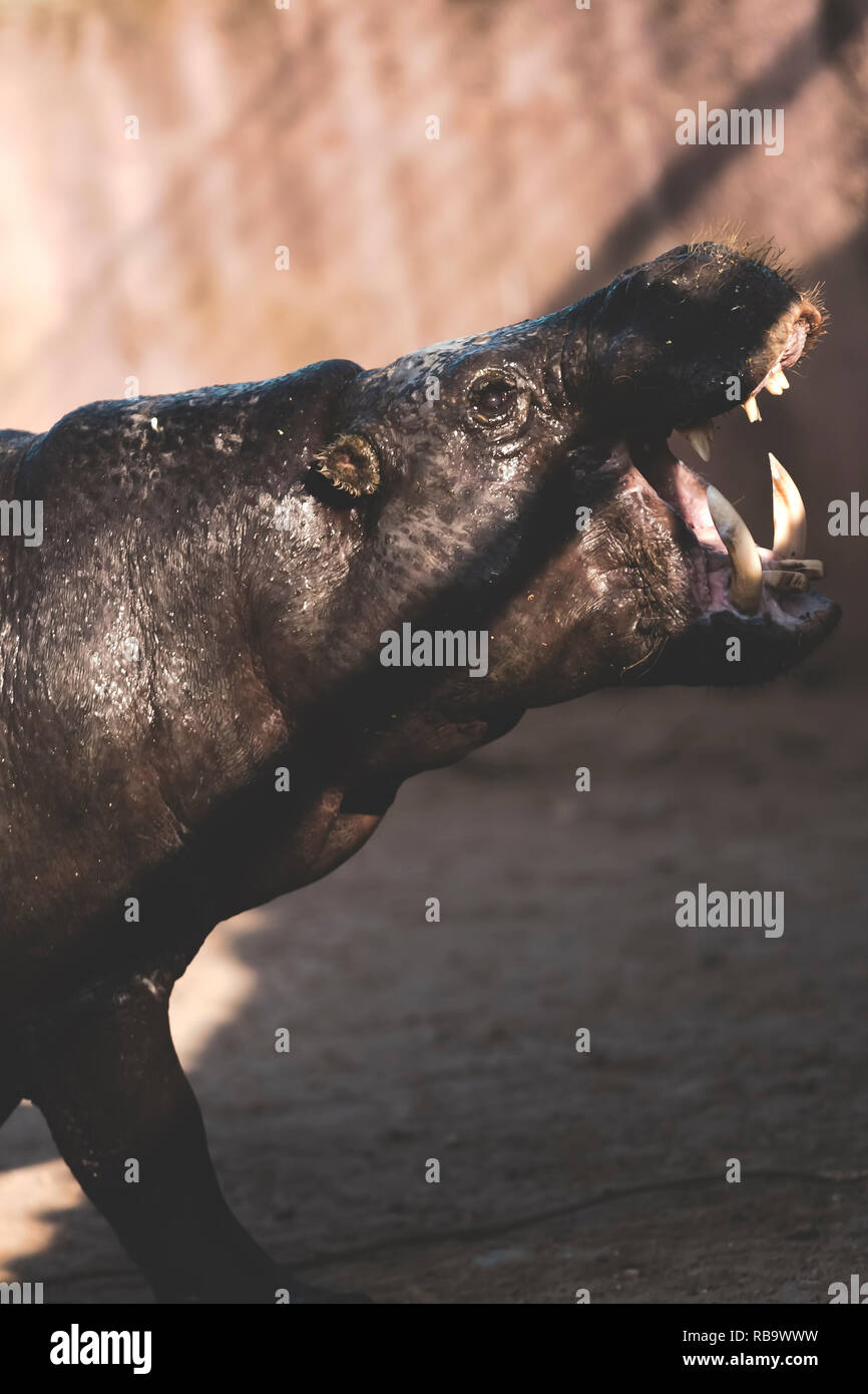 Hippopotamus Showing Teeth High Resolution Stock Photography and Images ...